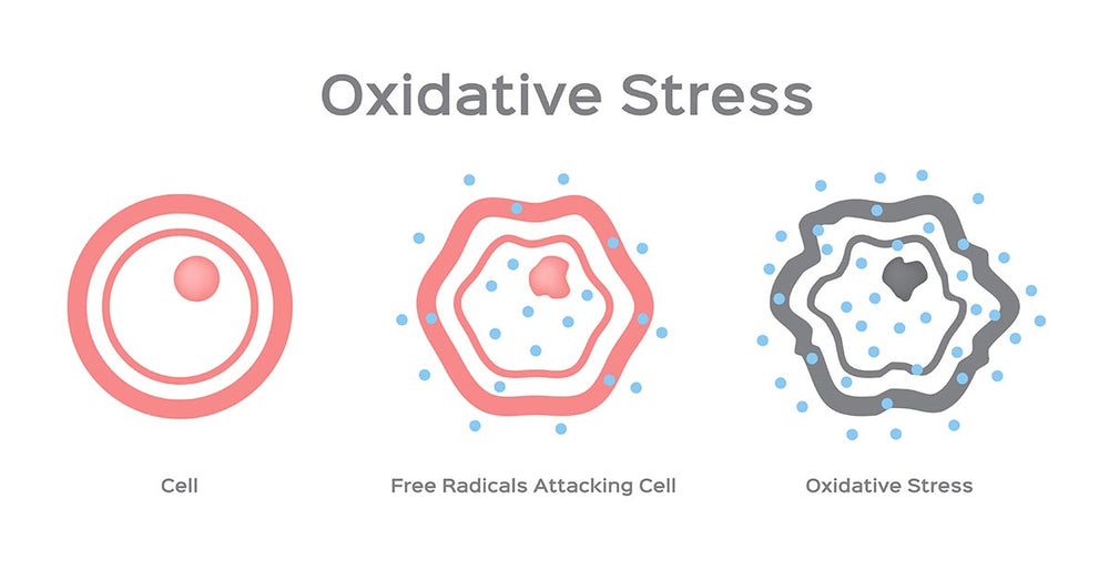 The Ins and Outs of Oxidative Stress - Snow Holistic Health